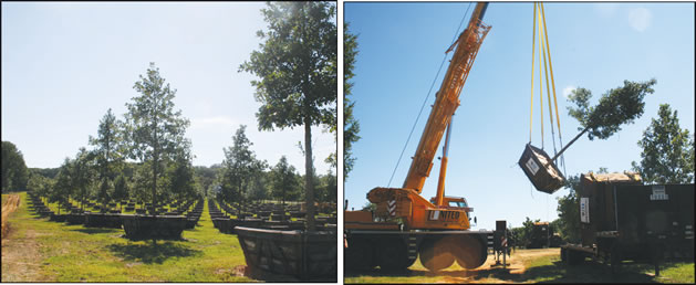 W.T.C. site has new life; first trees are planted | amNewYork