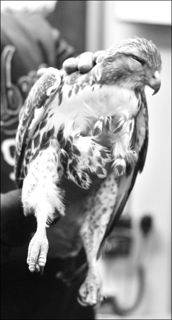 They swoop to the rescue of injured red-tailed hawk | amNewYork