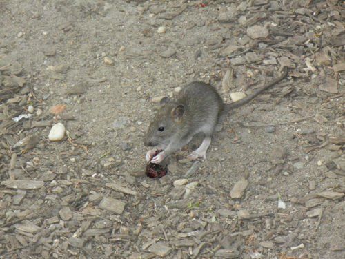 Local rez rat out rodents – amNewYork