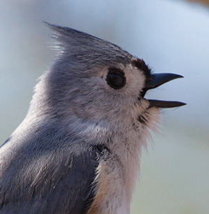 Where female prisoners once called out, bird calls in a garden | amNewYork