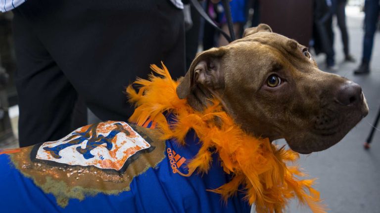 New York Mets dogs dress up in World Series parade - amNewYork