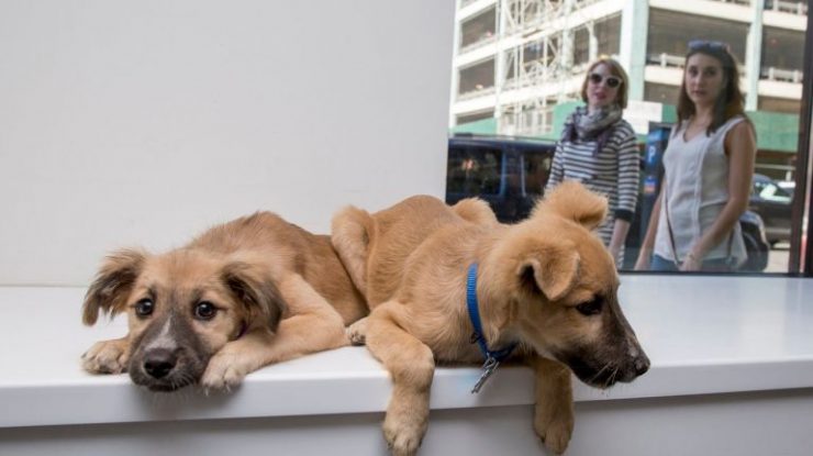 Puerto Rico rescue dogs are up for adoption at Manhattan’s Animal Haven ...