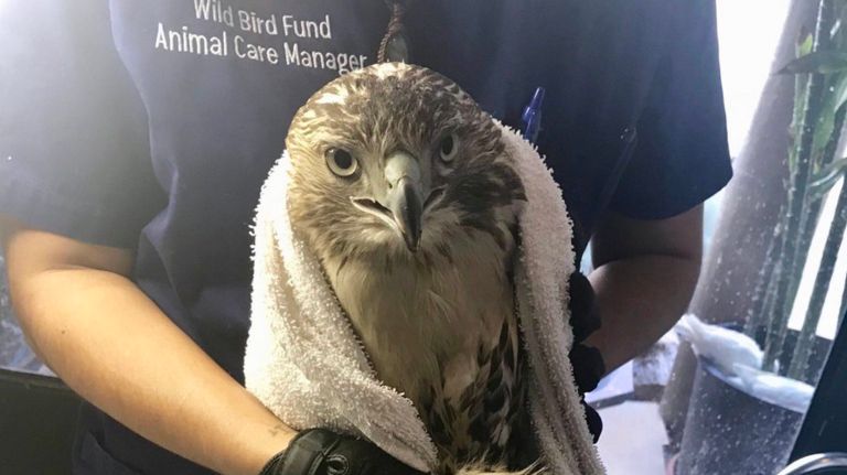 Injured hawk rescued by NYPD in Manhattan near Wall Street | amNewYork