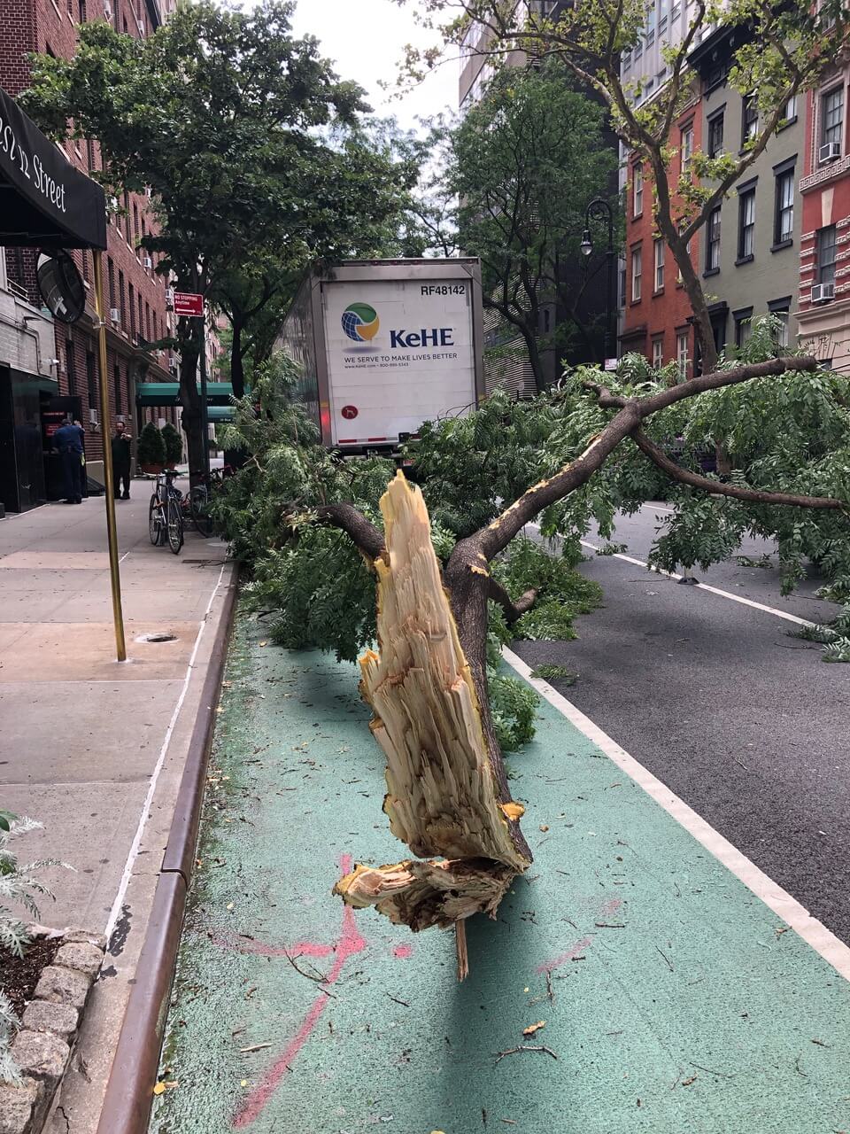 Truck Destroys Tree on 12th Street Opinion on the Damage