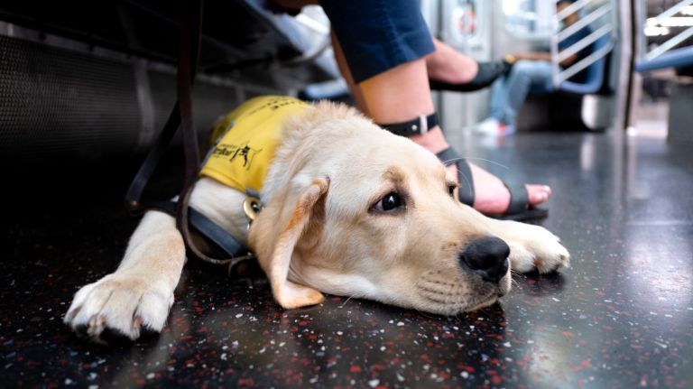 Gil’s journey: Guide Dog Gil handles first NYC subway ride ‘like a real ...