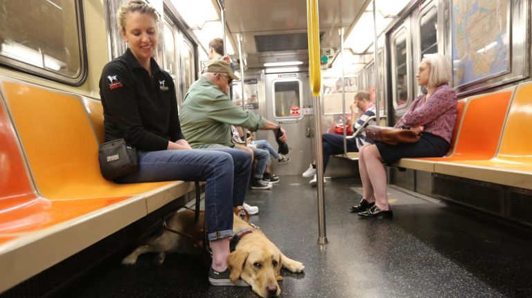 How does a guide dog train in NYC? NYCurious | amNewYork