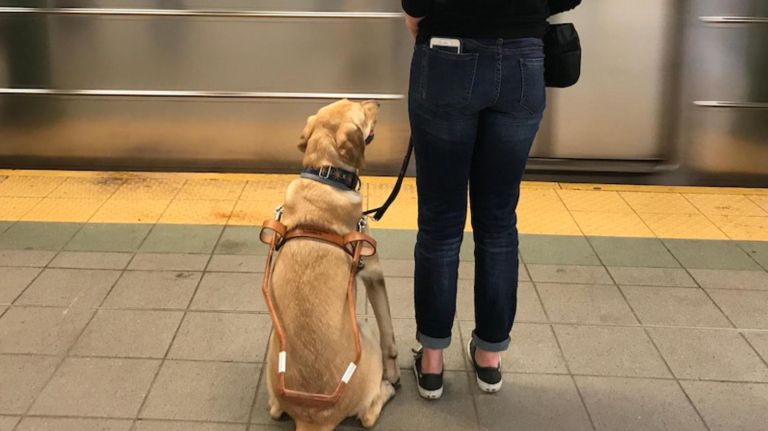 How does a guide dog train in NYC? NYCurious | amNewYork