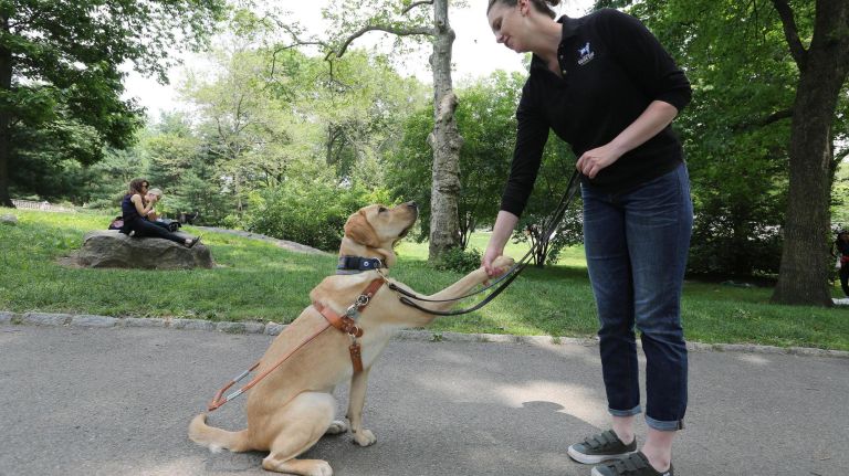How does a guide dog train in NYC? NYCurious | amNewYork
