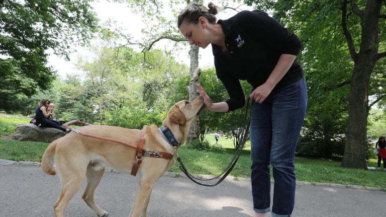How does a guide dog train in NYC? NYCurious | amNewYork