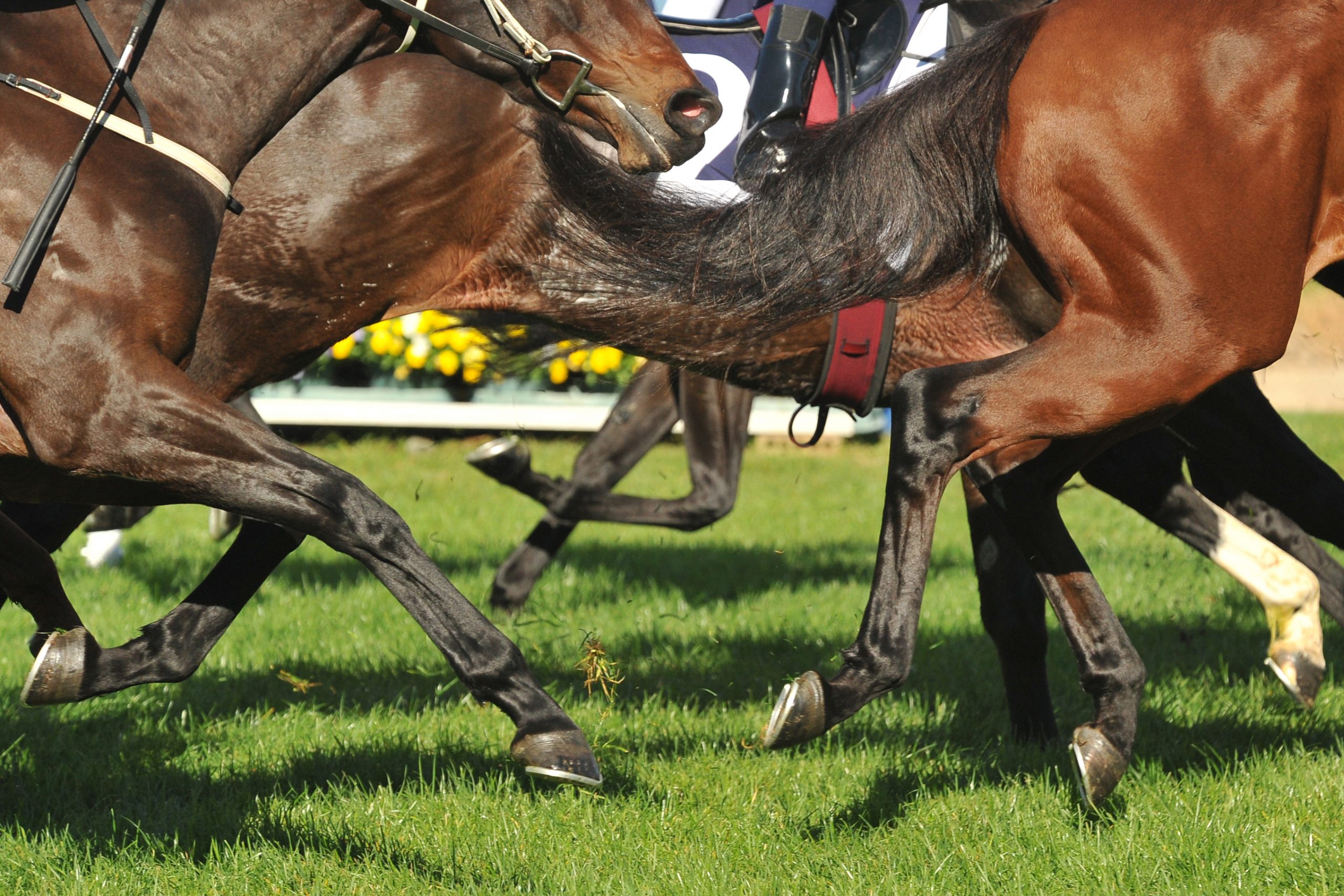 27 horse trainers, veterinarians charged in international horse-doping ...