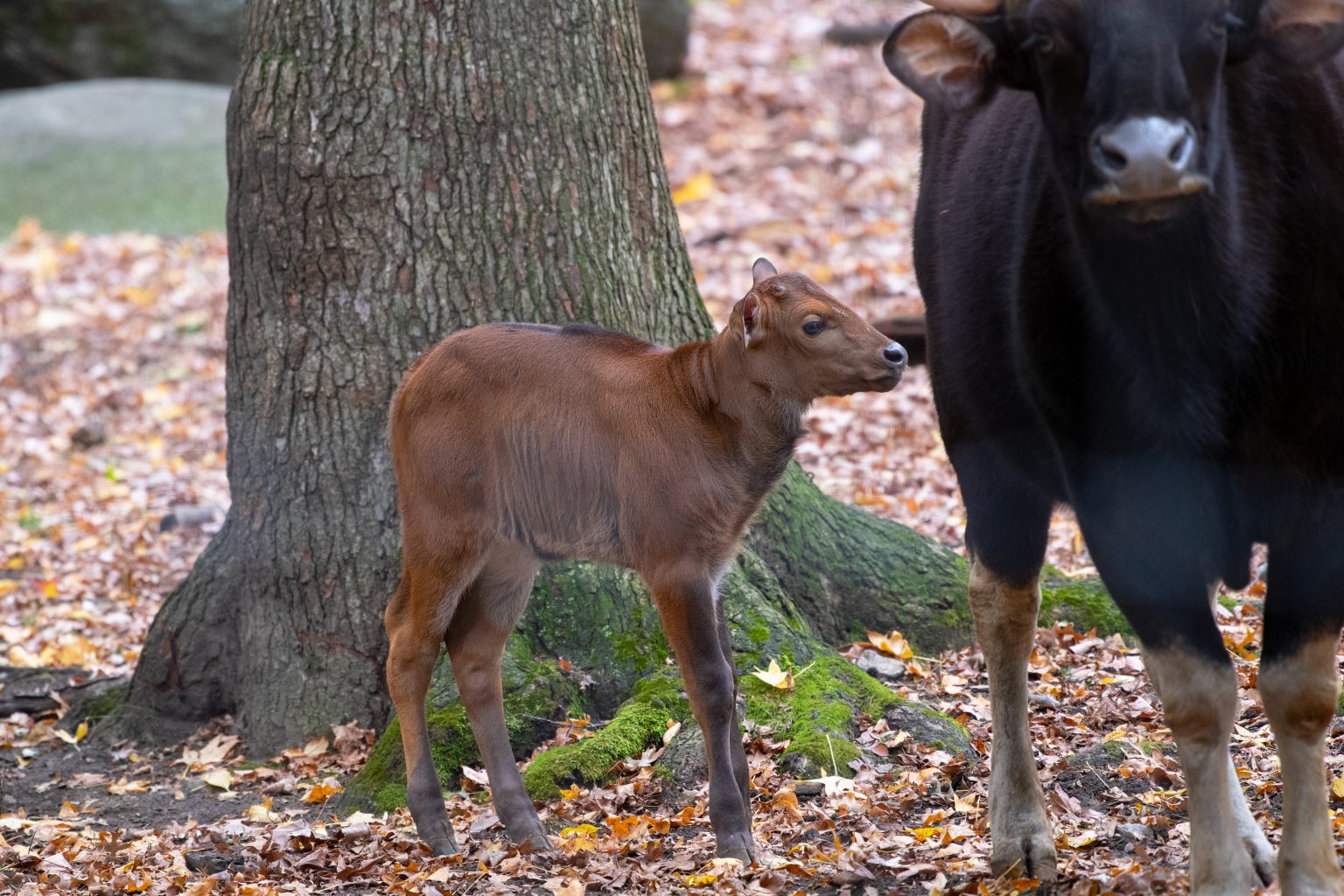 Two baby gaur calves born at Bronx Zoo while closed down during ...