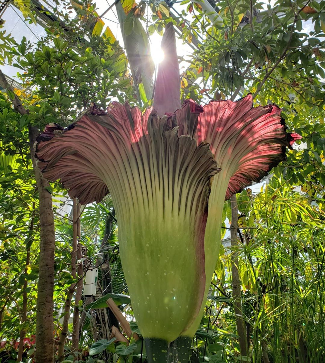 Barnard College tracking ‘corpse flower’ blooming on livestream | amNewYork