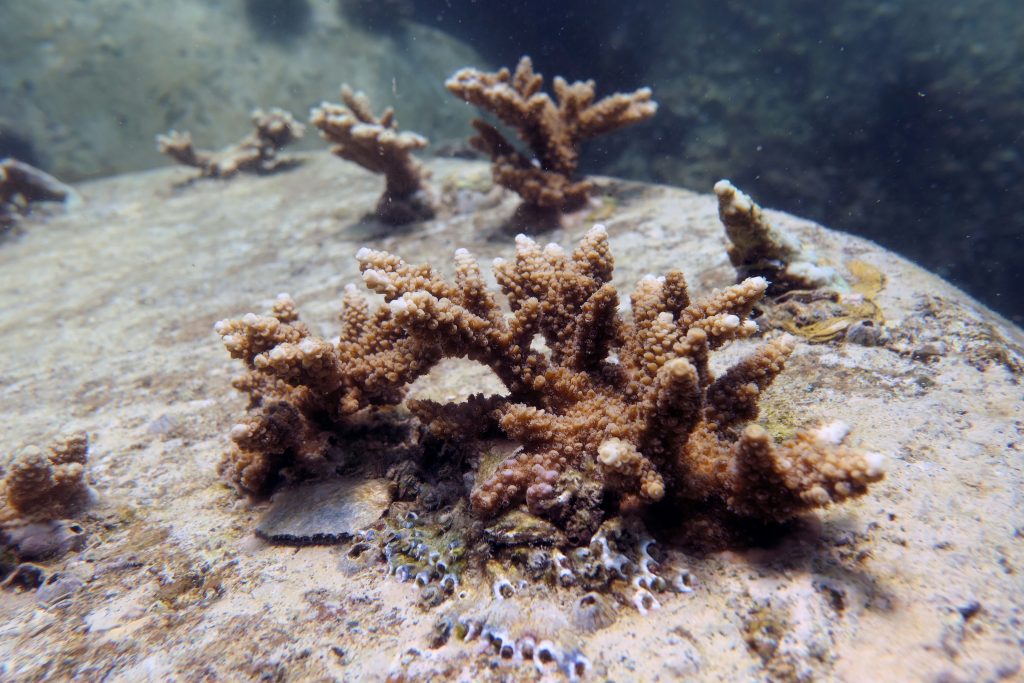 Divers cut, plant coral off UAE coast to build reef | amNewYork