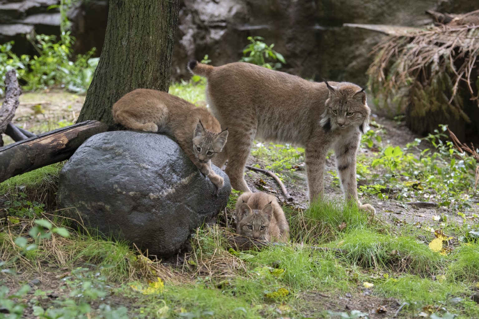 Three new Canada lynx cubs born during quarantine make public debut at ...