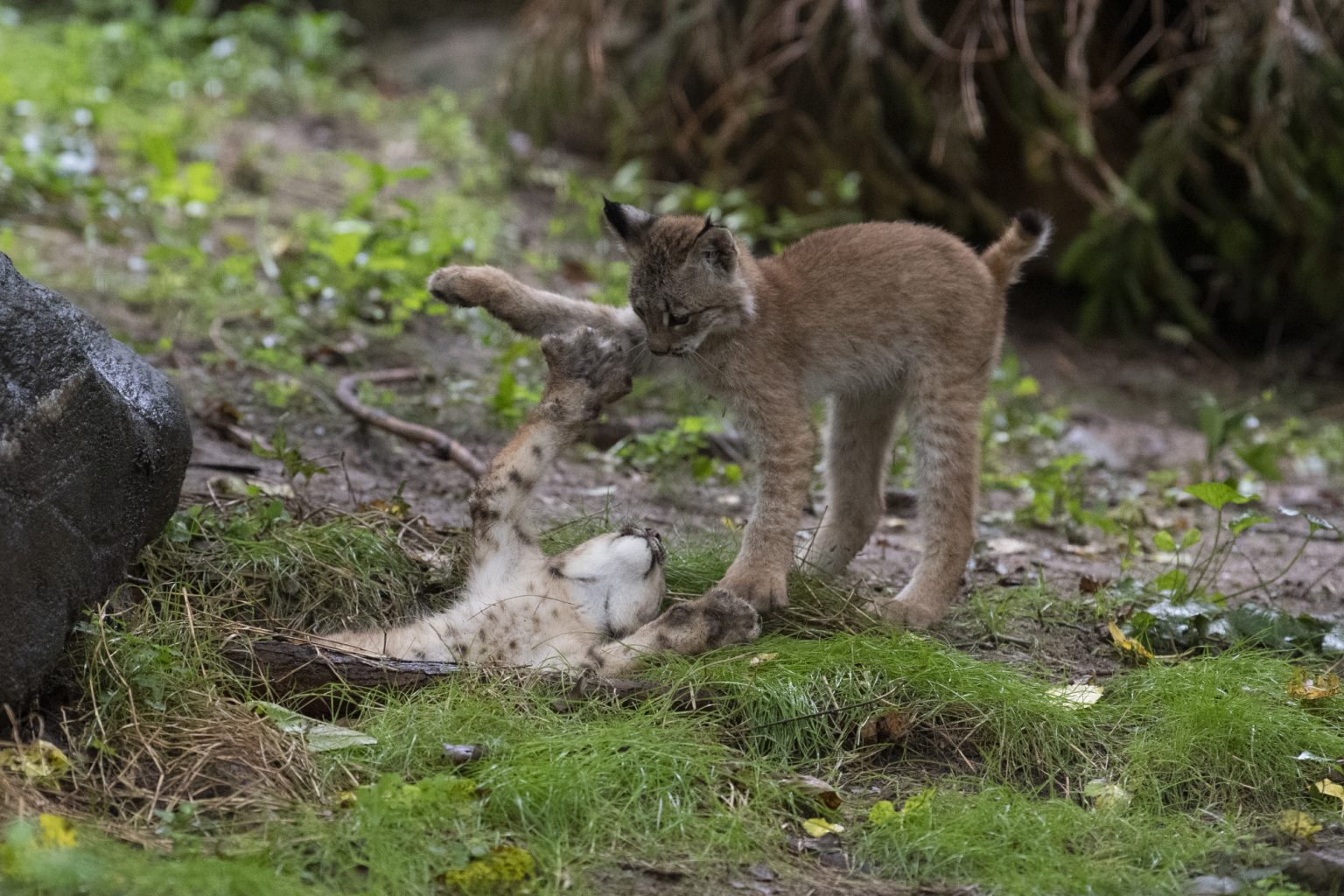 Queens Zoo to debut three new Canada lynx cubs born during quarantine – QNS