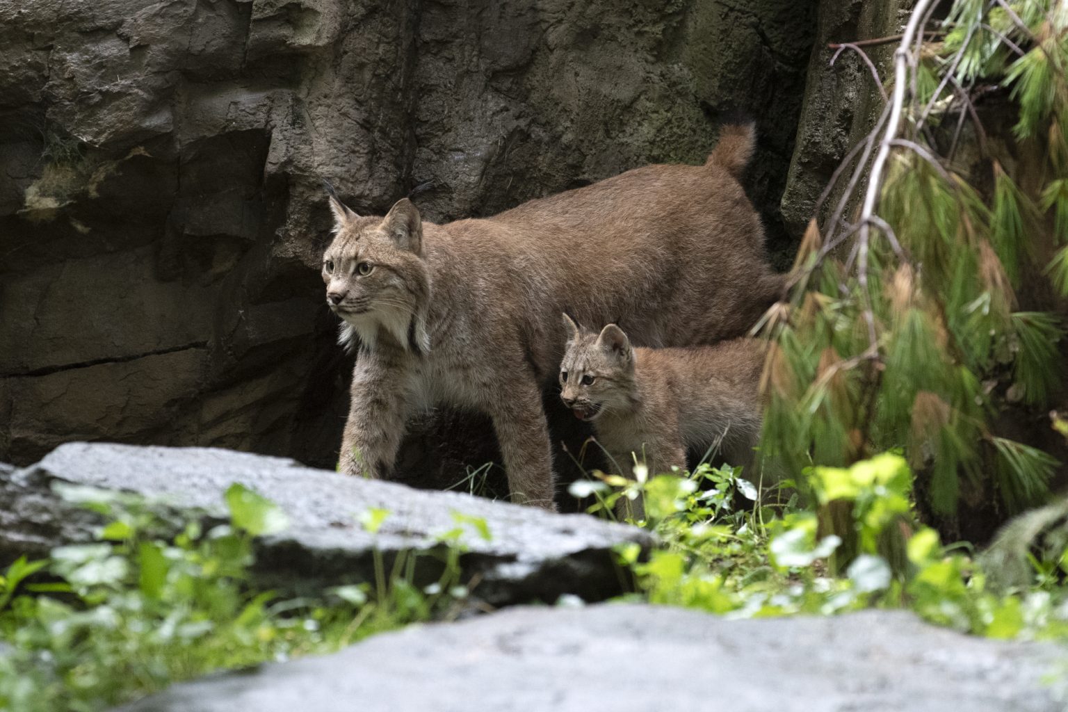 Queens Zoo to debut three new Canada lynx cubs born during quarantine – QNS