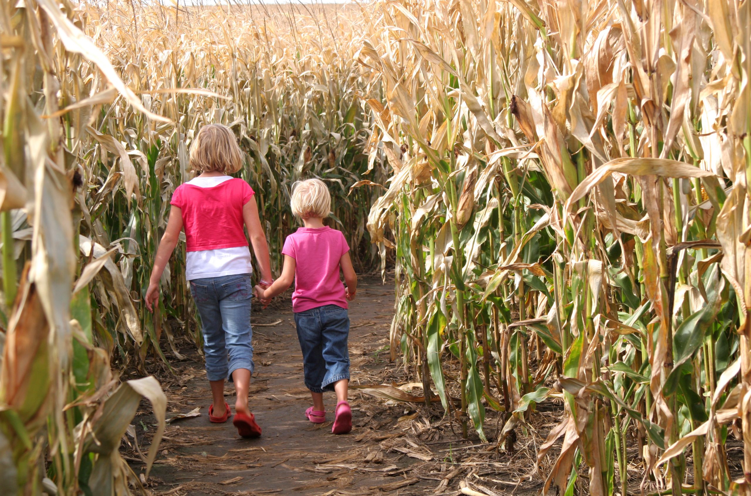 Here are some kid-friendly corn mazes near New York City that all can ...