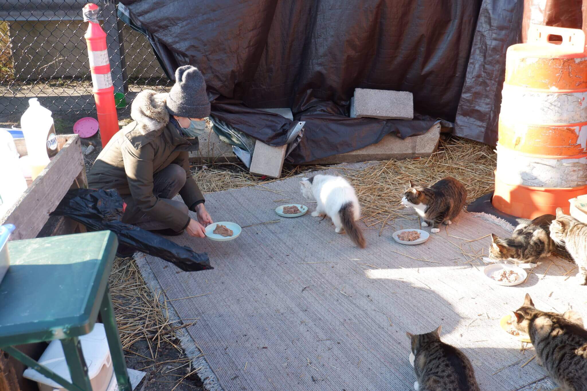 Brooklyn animal lovers care for feral cat colony at the Columbia Street ...