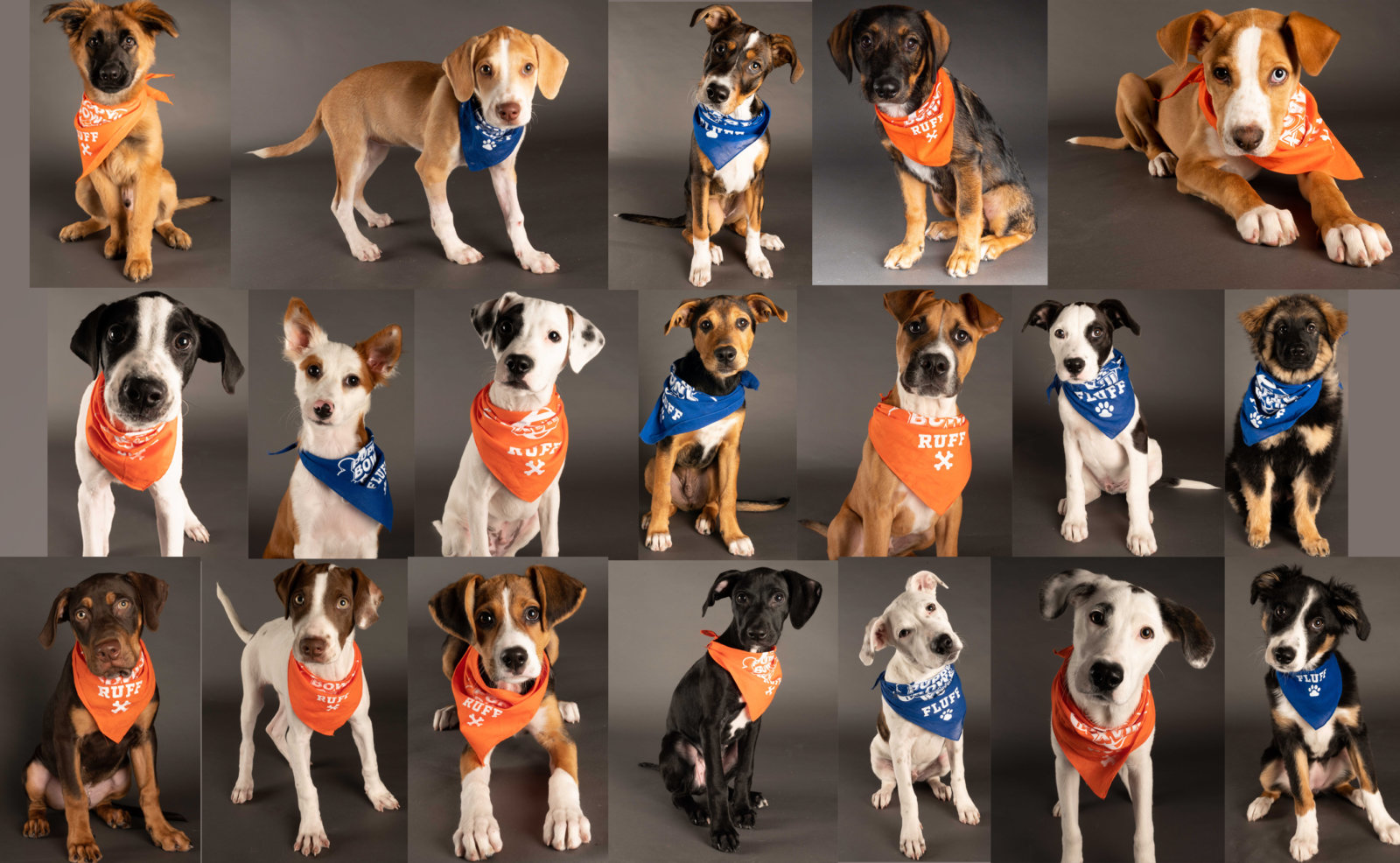 Adoptable New York City pups to go paw to paw in Puppy Bowl XVII ...