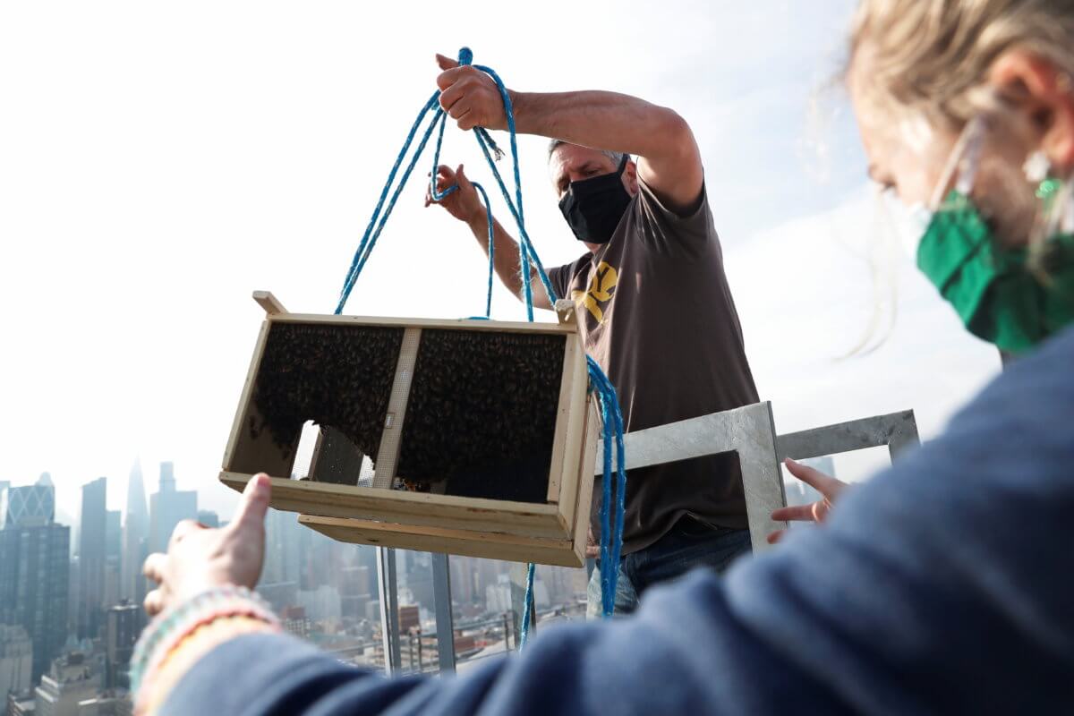 Beehive deliveries keep New Yorkers buzzing on rooftops, backyards ...