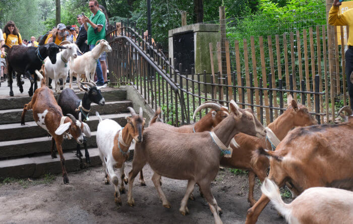 They’re baaaack: Goats return to Riverside Park | amNewYork