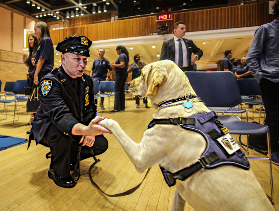 Dog squad: A pair of furry NYPD detectives graduate at One Police Plaza ...