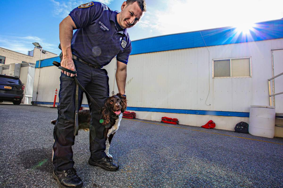 EXCLUSIVE: NYPD’s newest canine members specially bred to sniff out ...