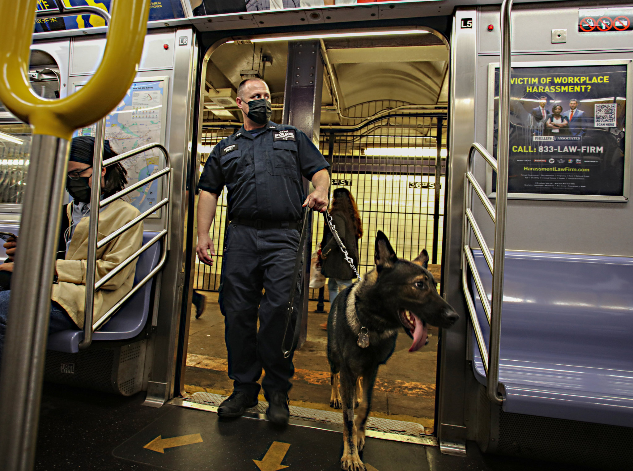 EXCLUSIVE: NYPD’s newest canine members specially bred to sniff out ...