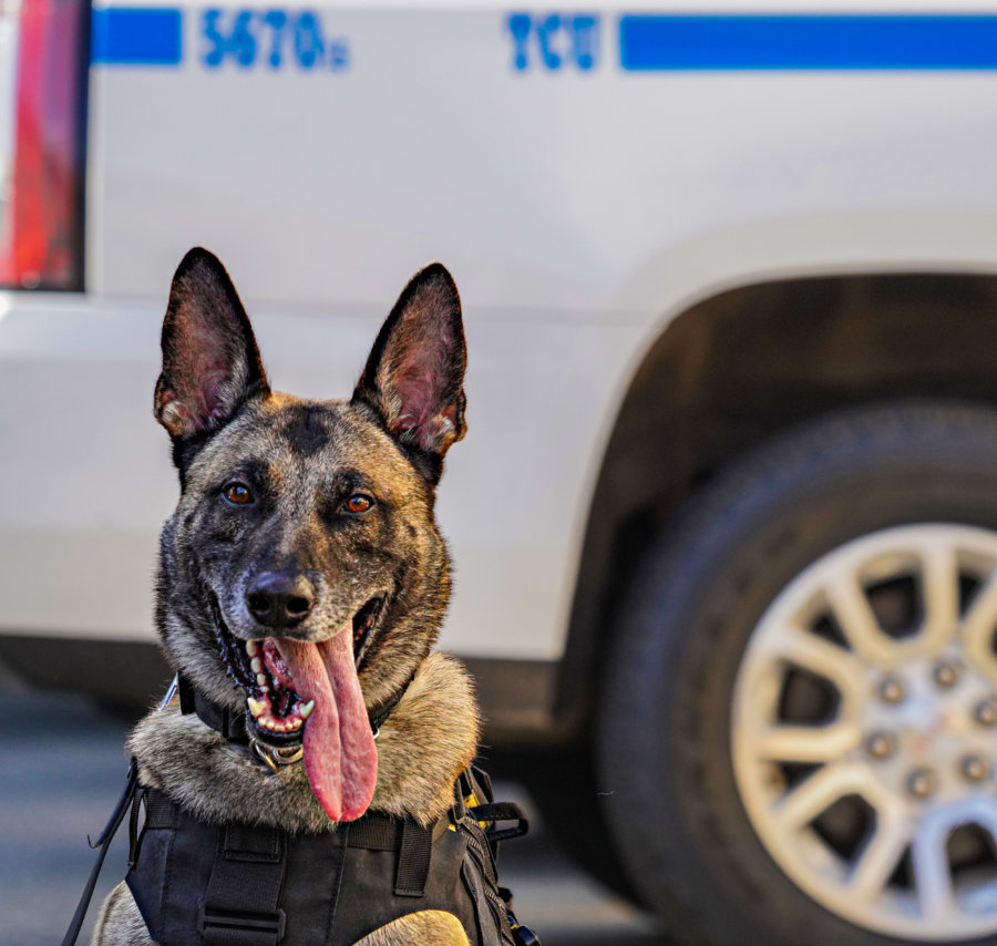 EXCLUSIVE: NYPD’s newest canine members specially bred to sniff out ...