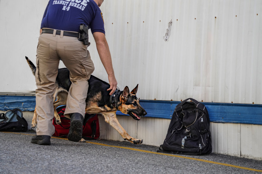 EXCLUSIVE: NYPD’s newest canine members specially bred to sniff out ...