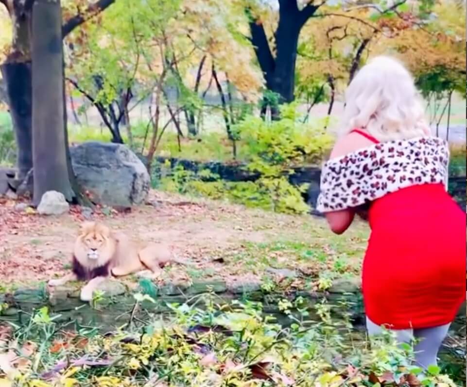 ‘Lion Lady’ strikes again at Bronx Zoo, confronting big cat in wild ...