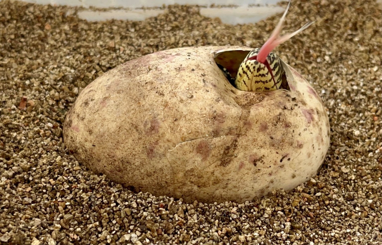 Six endangered Komodo Dragons hatchlings join the Bronx Zoo family ...