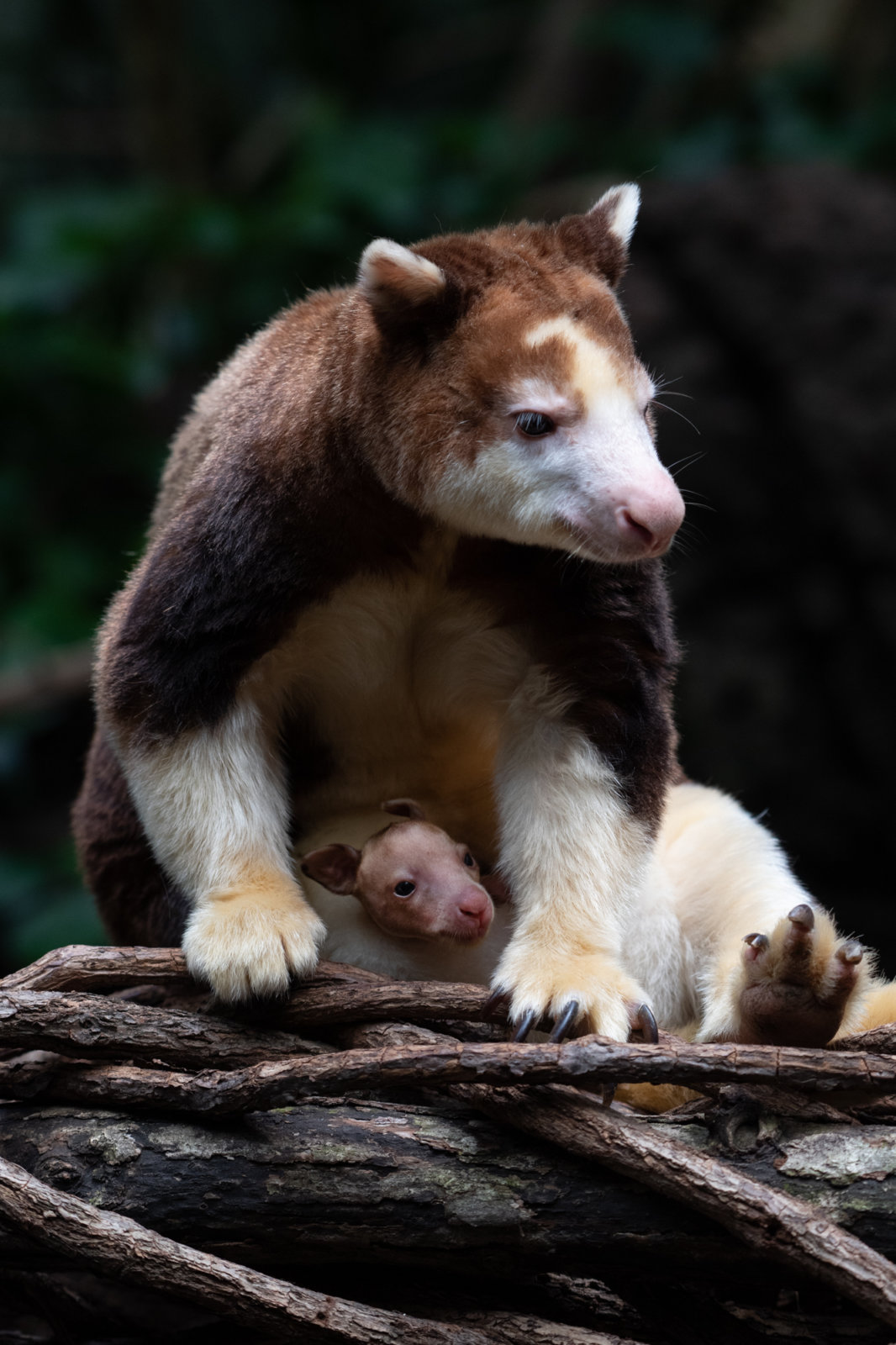 Bronx Zoo announces the debut of a Matschie’s tree kangaroo joey ...