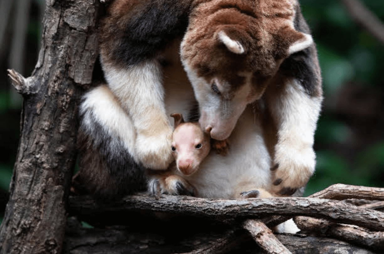 Bronx Zoo announces the debut of a Matschie’s tree kangaroo joey | amNewYork