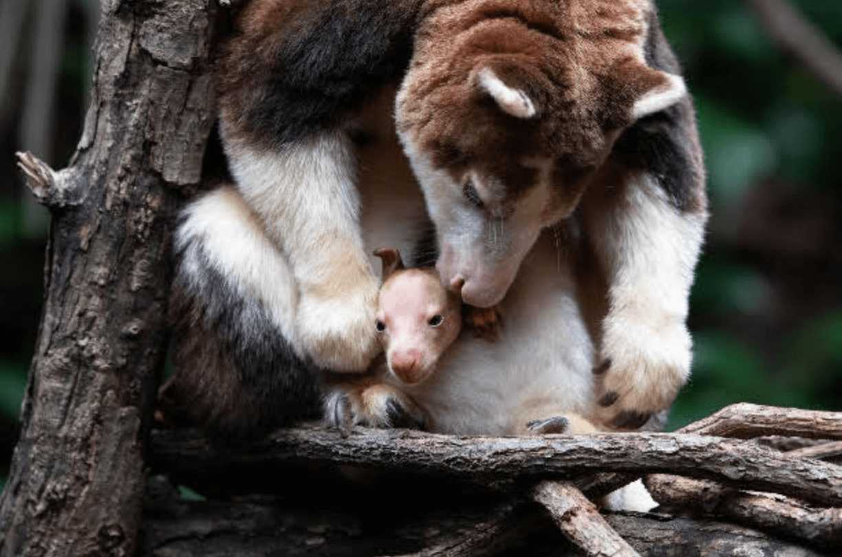Tree Kangaroo Baby