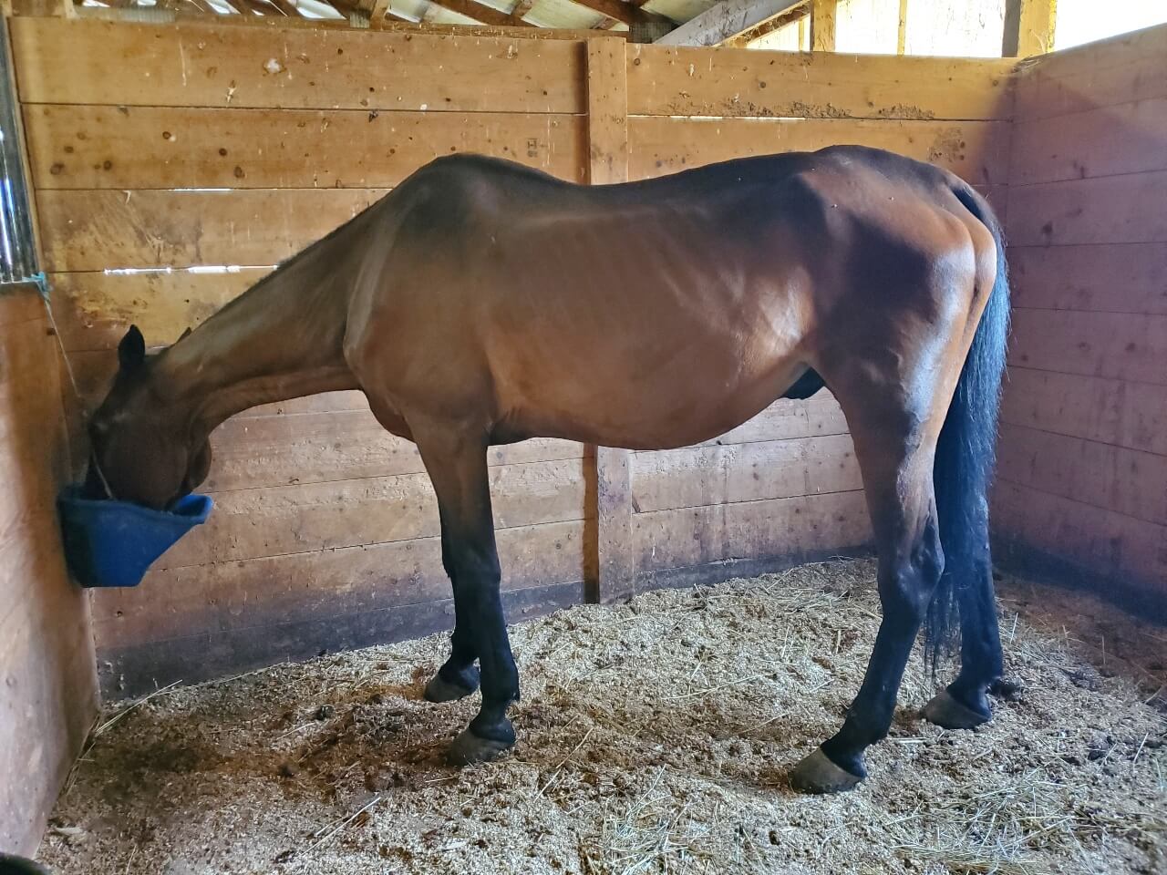 Animal advocate recounts discovery of collapsed Midtown carriage horse ...