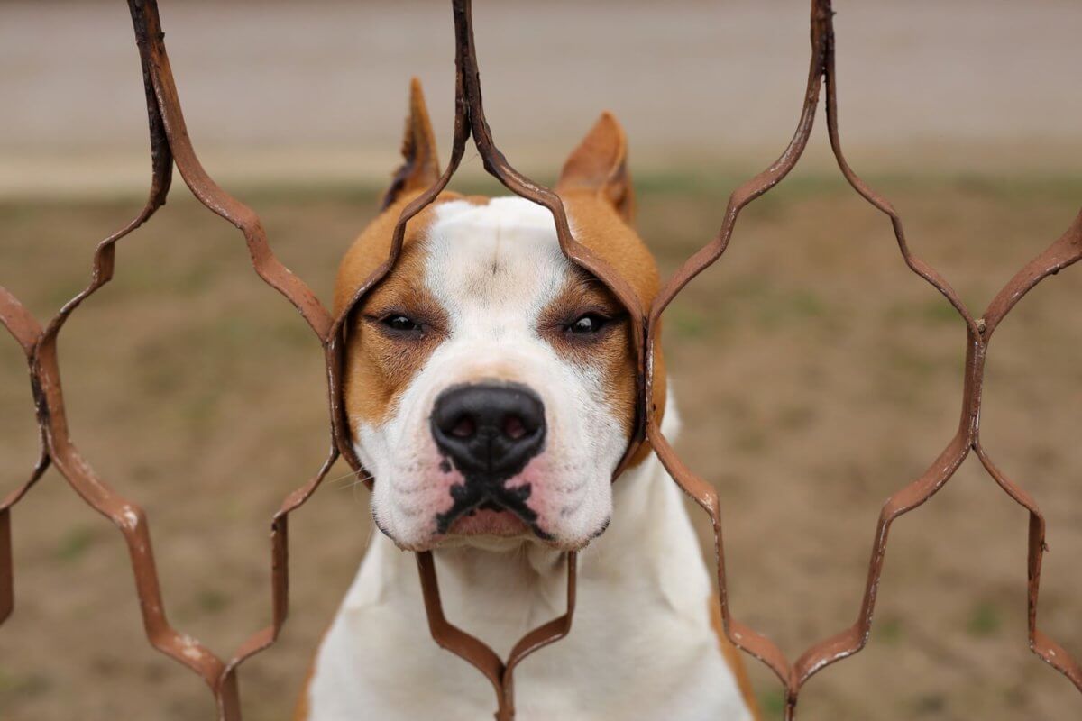 Loose pit bulls attack neighbors on Staten Island, injure 3 | amNewYork