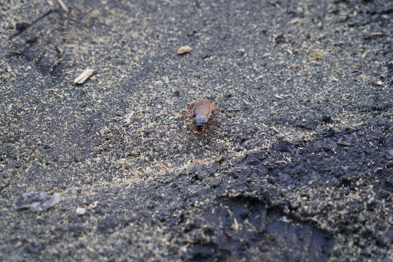 Shedding the shacks: DOT dismantles 100th decrepit dining shed to ...