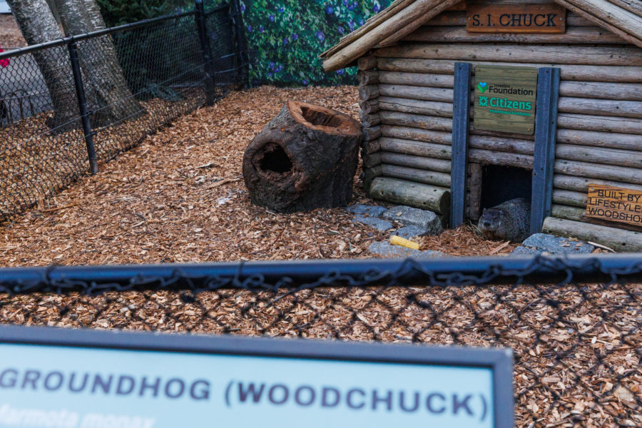 Staten Island Chuck predicts an early spring | amNewYork