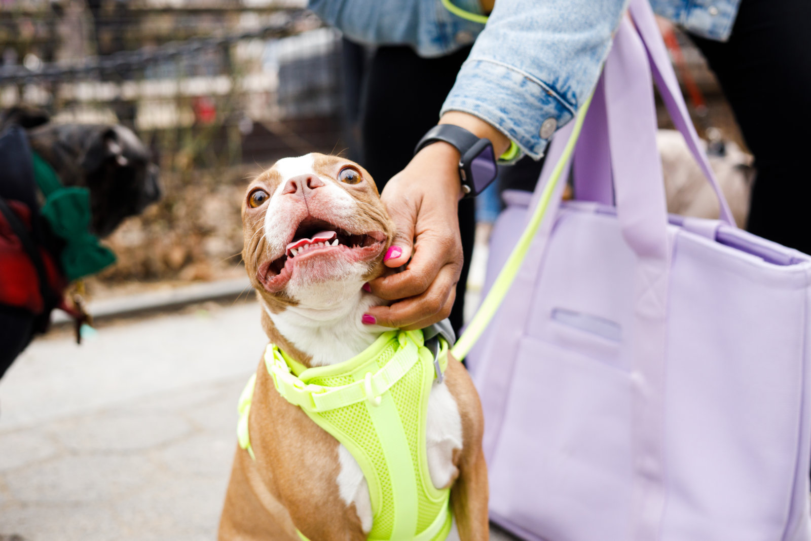 Who let the dogs out? National Boston Terrier Day brings flood of ...