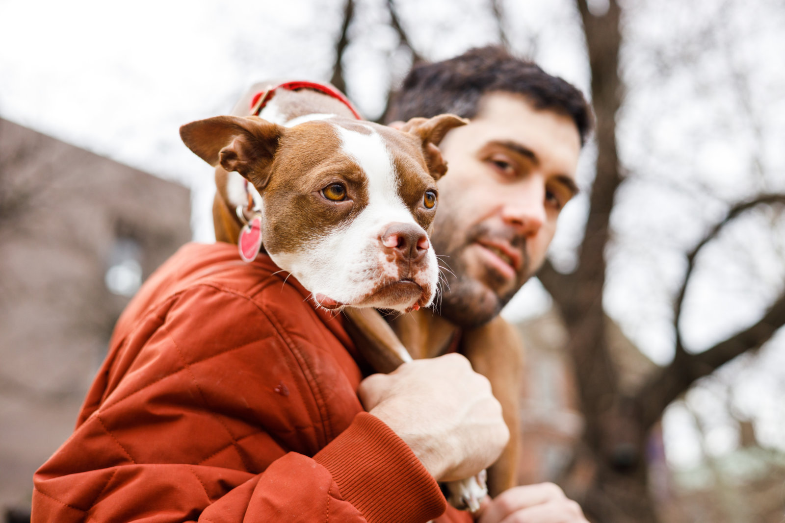 Who let the dogs out? National Boston Terrier Day brings flood of ...