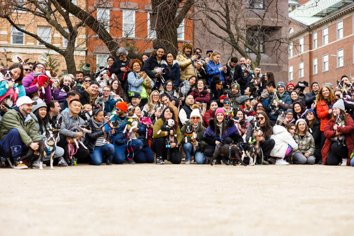Who let the dogs out? National Boston Terrier Day brings flood of ...