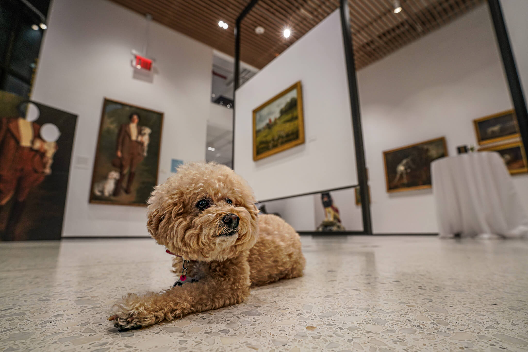 SEE IT: Pups raise the ‘woof’ at the AKC Museum of the Dog grooming ...