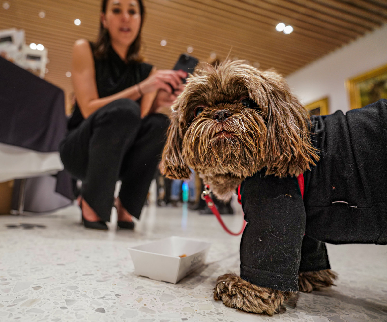 SEE IT: Pups raise the ‘woof’ at the AKC Museum of the Dog grooming ...