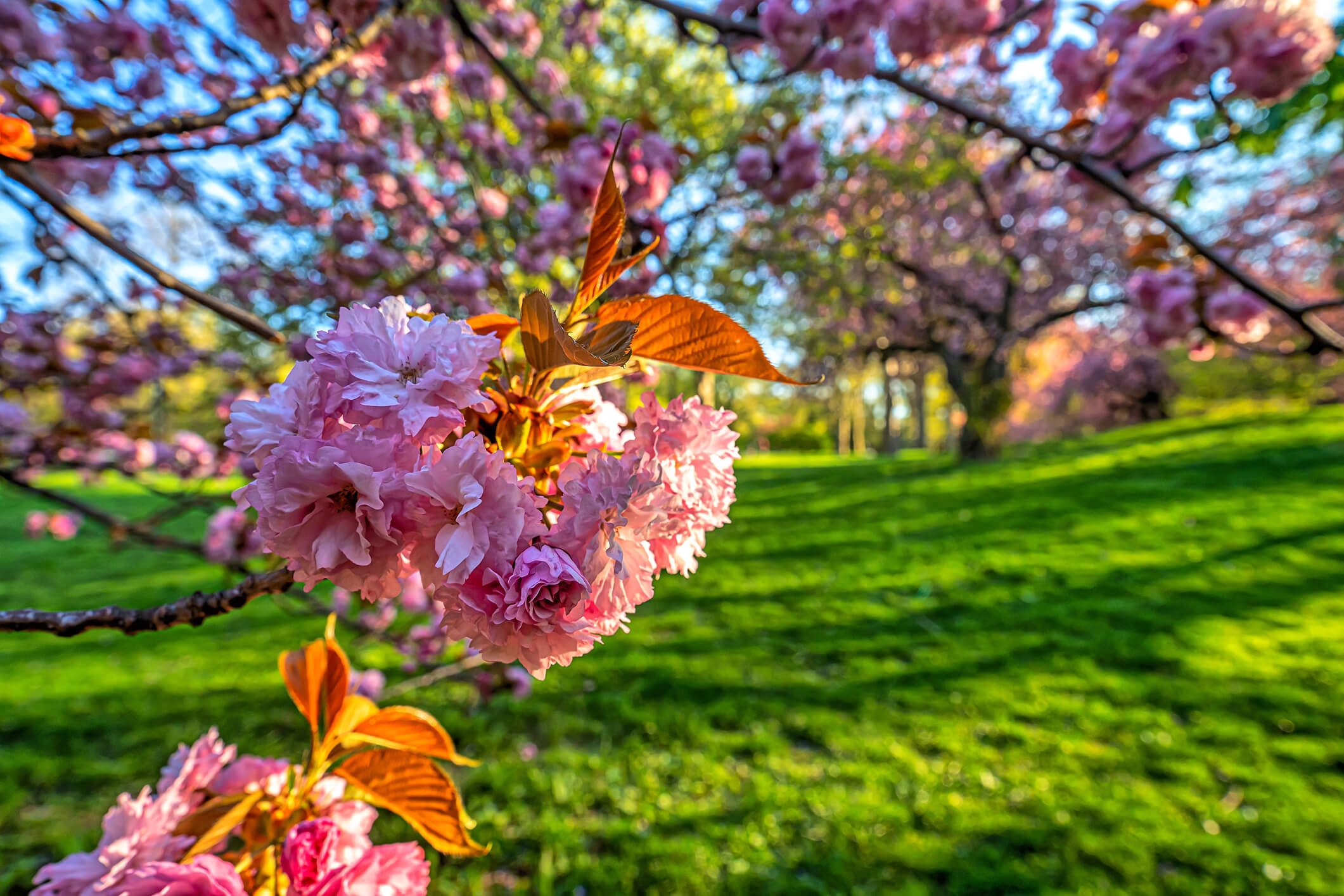 New Map Shows Central Park Cherry Blossoms