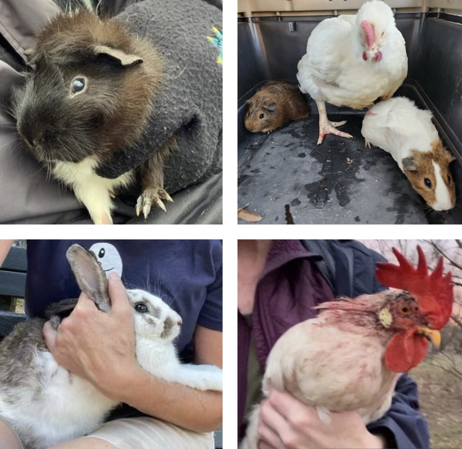 The urban jungle: From alligators to guinea pigs, NYC animal lovers ...