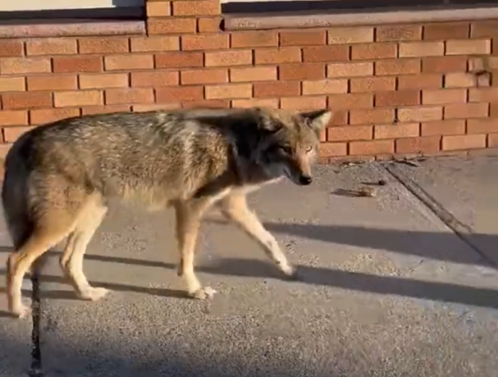 Local rez rat out rodents | amNewYork