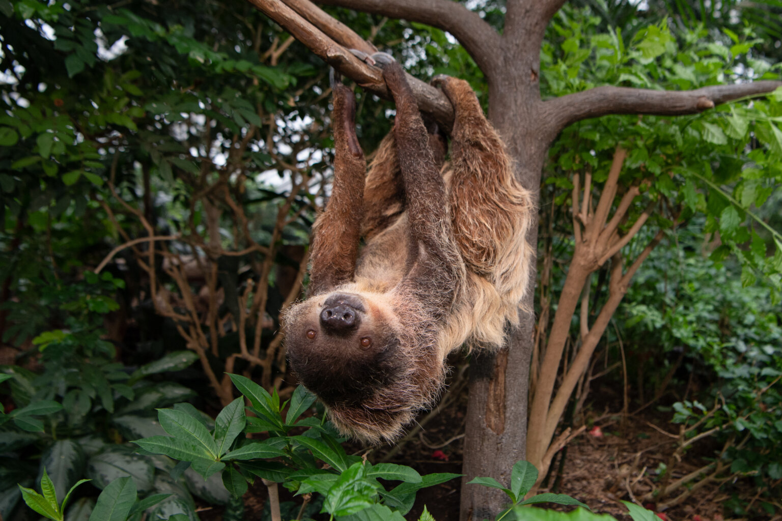 Run for sloths this spring at annual ‘Run for the Wild’ 5K at the Bronx ...