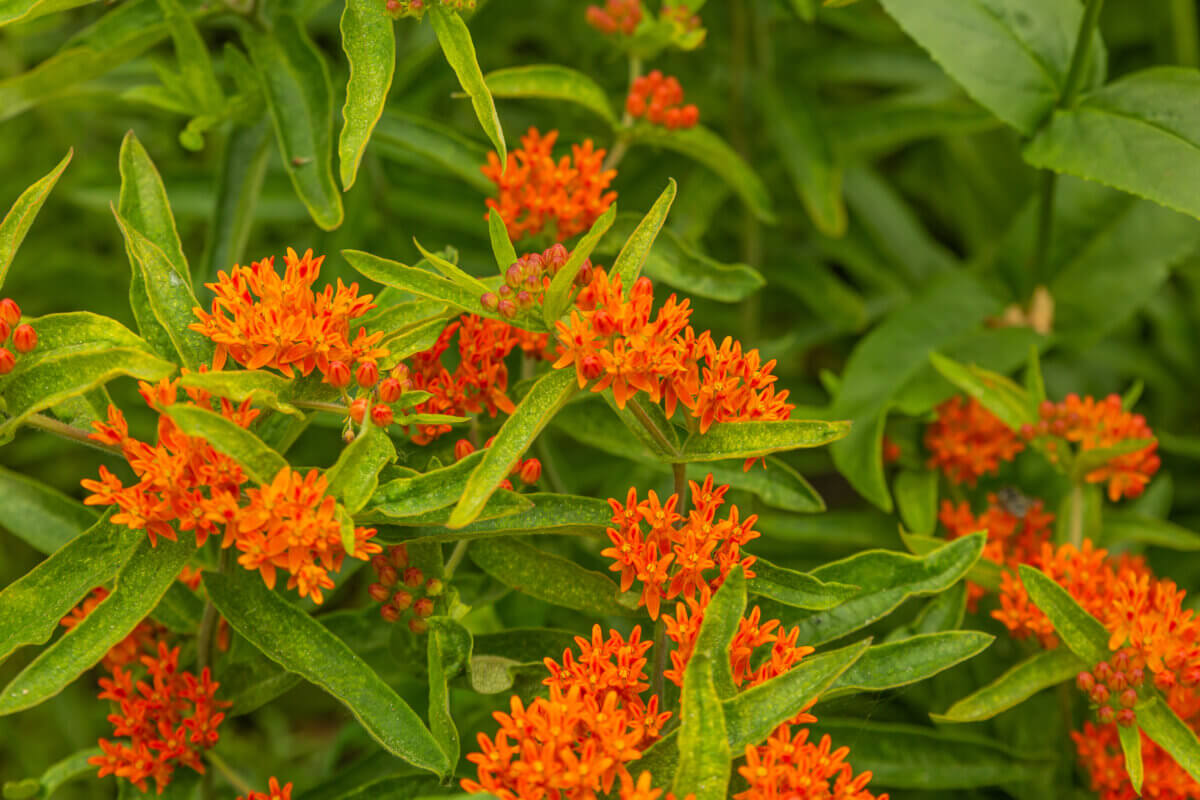 NYC Votes for First Official Wildflower in 2024