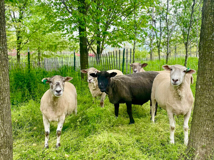 Herd of sheep are baaaaack to rid Governors Island of invasive plant ...